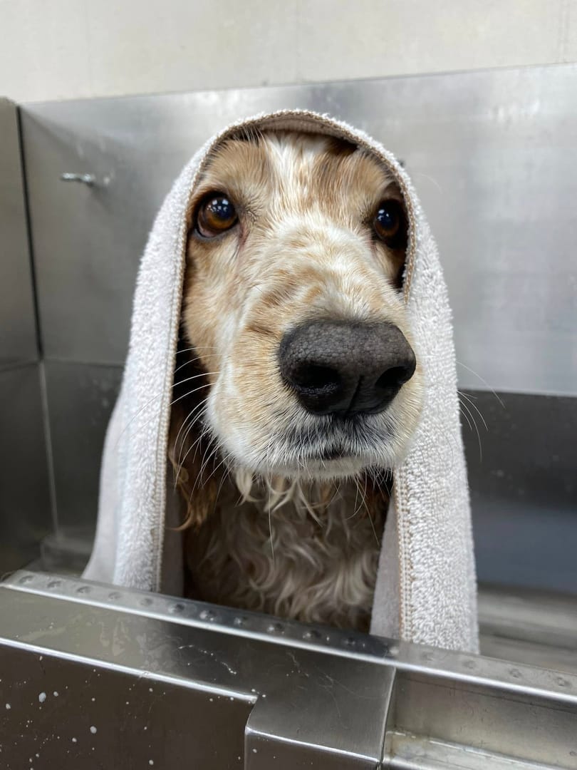 Your Dog Hates the Groomer. Now What? | River Paws Blog